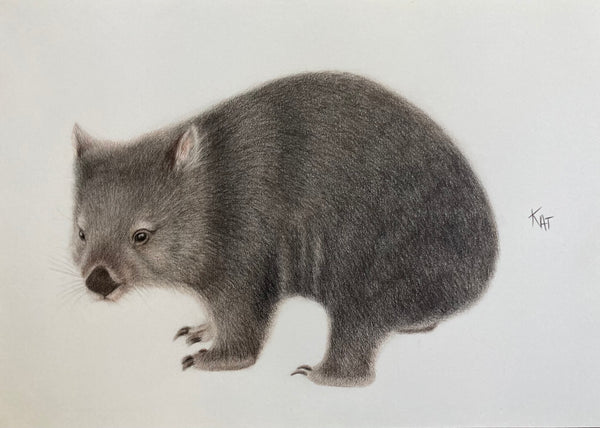 Original Wombat drawing – Katherine Charlton Art